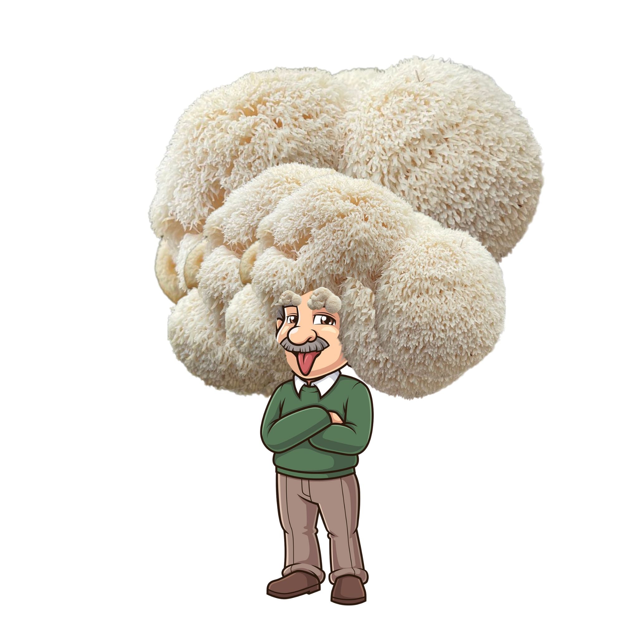 Albert_Fungeinstein_Lions_Mane_Mushroom_Growing_Kit_5LBS_Fungi_Friends ...