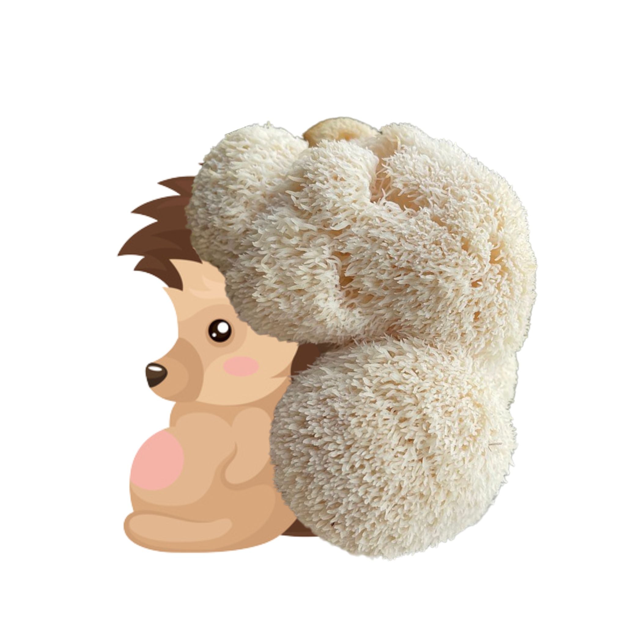 Bearded_Hedgehog_Lions_Mane_Mushroom_Growing_Kit_5LBS_Fungi_Friends.jpg ...