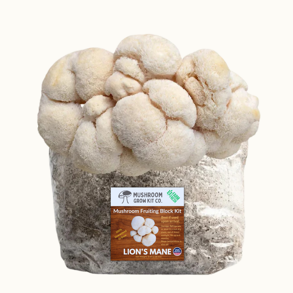 3 Pack - Premium Lion's Mane, Pink, and Blue Oyster Mushroom Fruiting ...