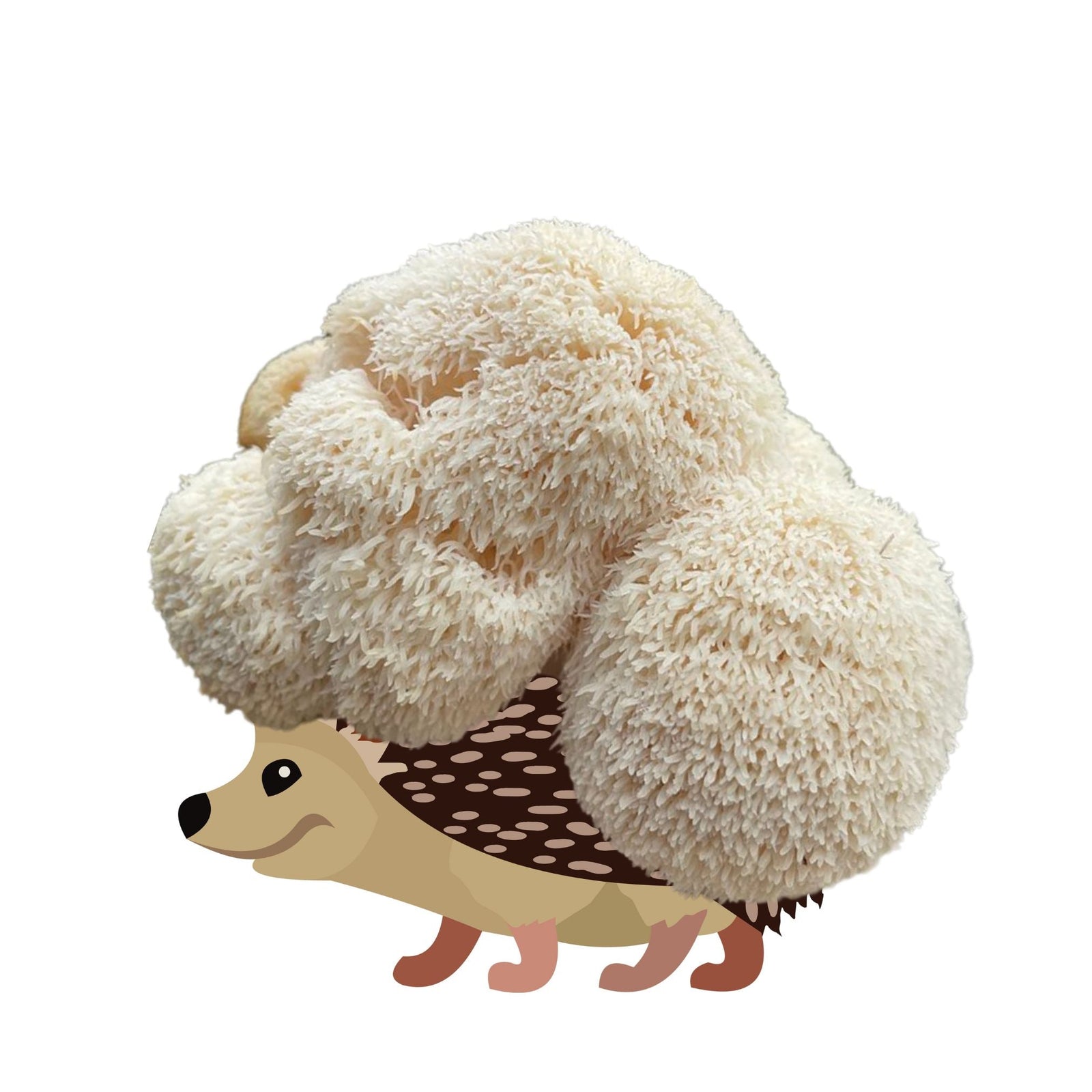 Accueil Tous les produits Sporecupine - Lion's Mane Mushroom Gr...